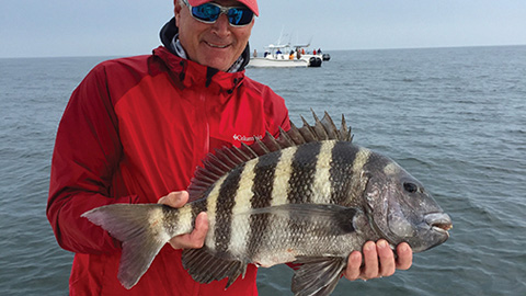 sheepshead, the fish with human teeth!Sheepshead can be found alon