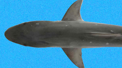 sharks happen. One of the most common shark species caught in