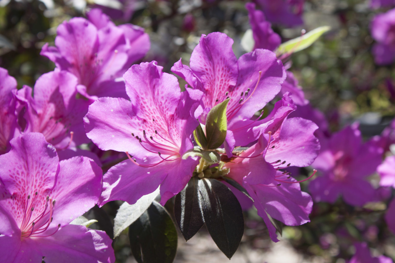 azaleas in all of their glory is March and April. The exact time depends on