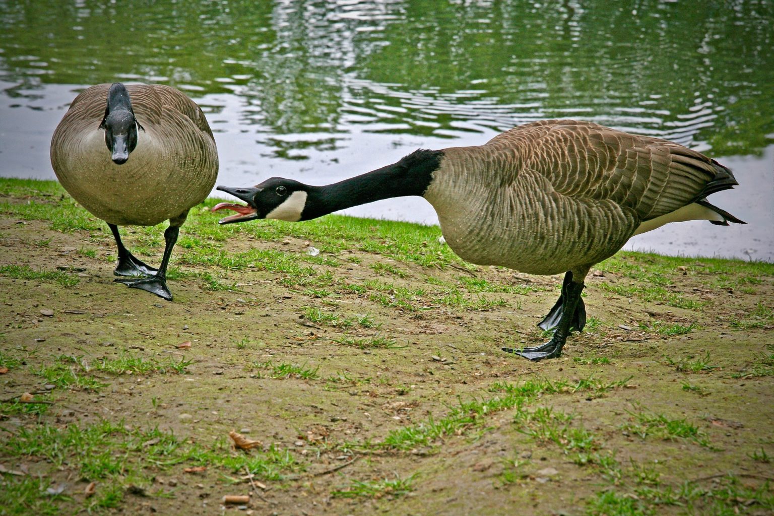 geese are adaptable birds. It thrives everywhere from open farmland a