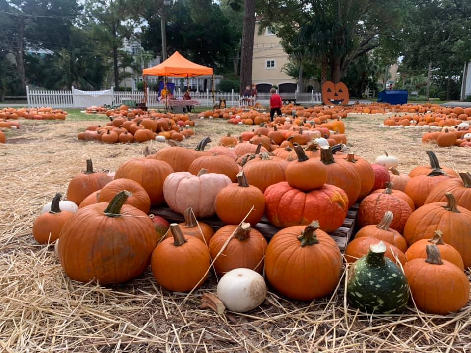 Pumpkin Patch is ready for Halloween! 5,000 Pumpkins arrive on Monday