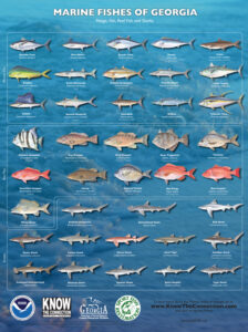Get Your Coastal Resources Division's Educational Posters - St. Simons Isl